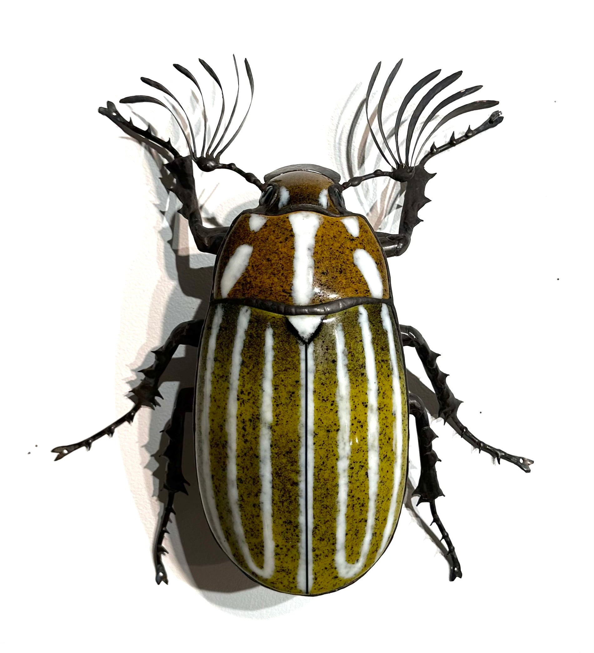 June Beetle – Sean Goddard Insects