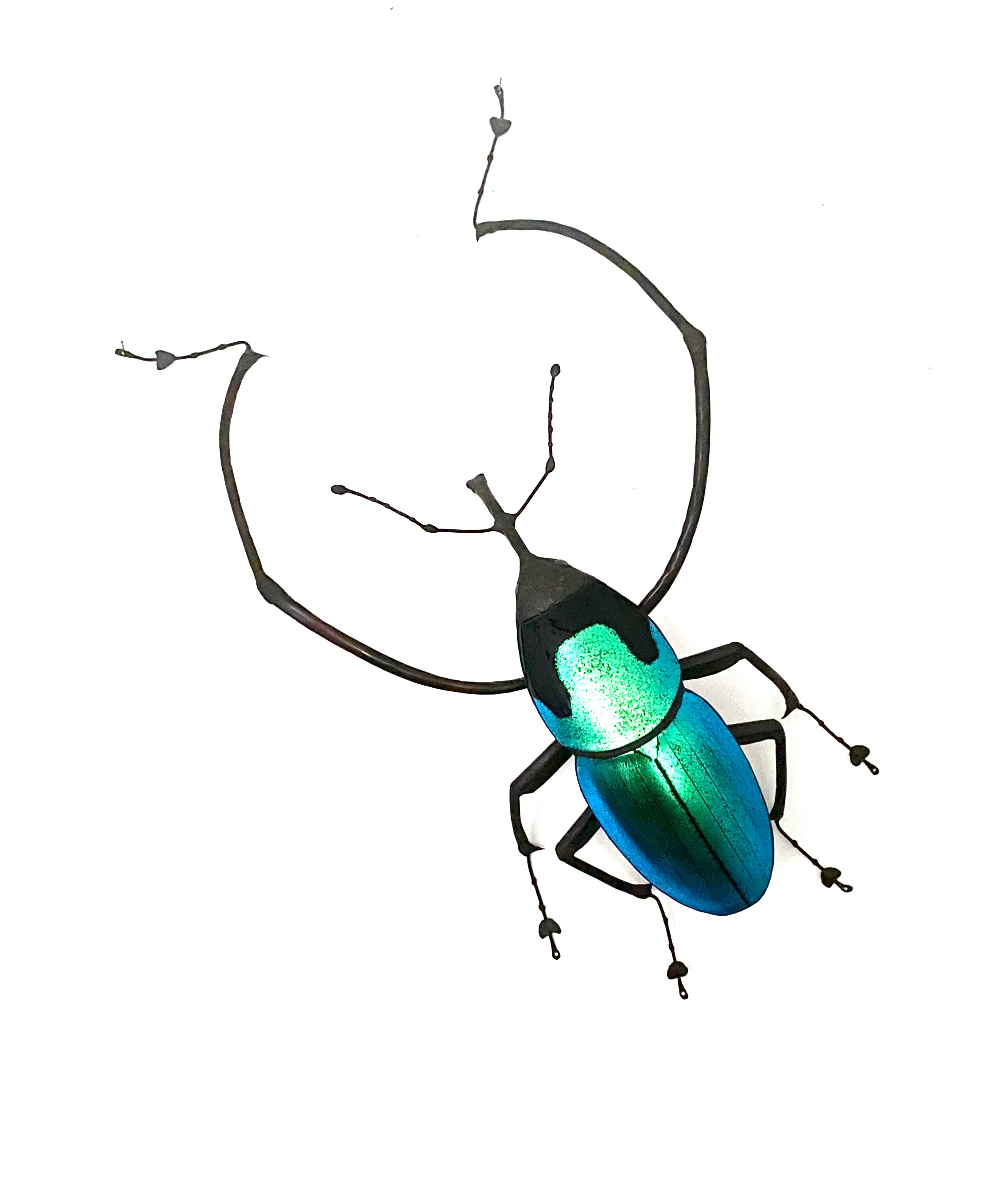 Long Arm Weevil – Sean Goddard Insects